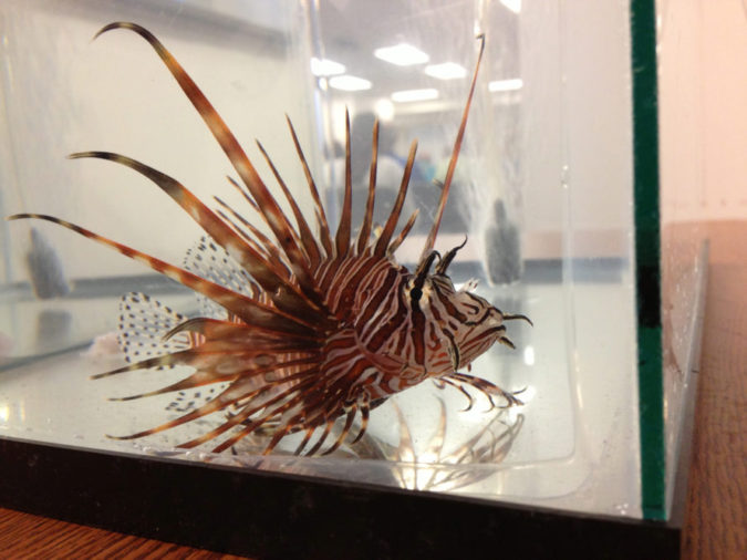 Lionfish on the menu - Rick's Blog